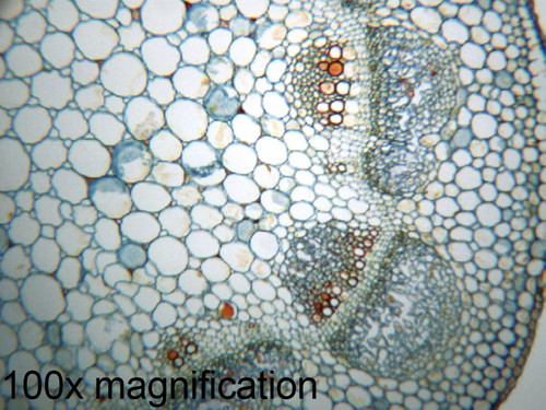 25 Botany Slides for Kids | Home Science Tools