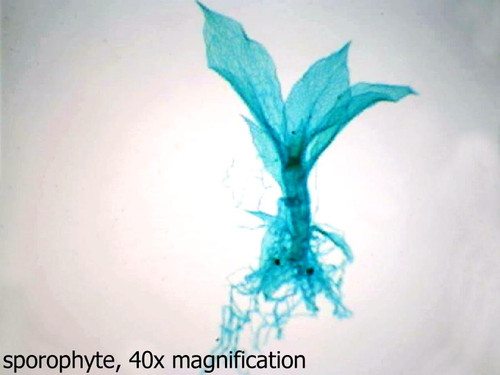 Moss Life History Slide | 4 Specimens | Home Science Tools