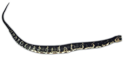 Snake dissection guide