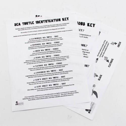 Sea Turtle Dichotomous Key Kit | Animal Identification
