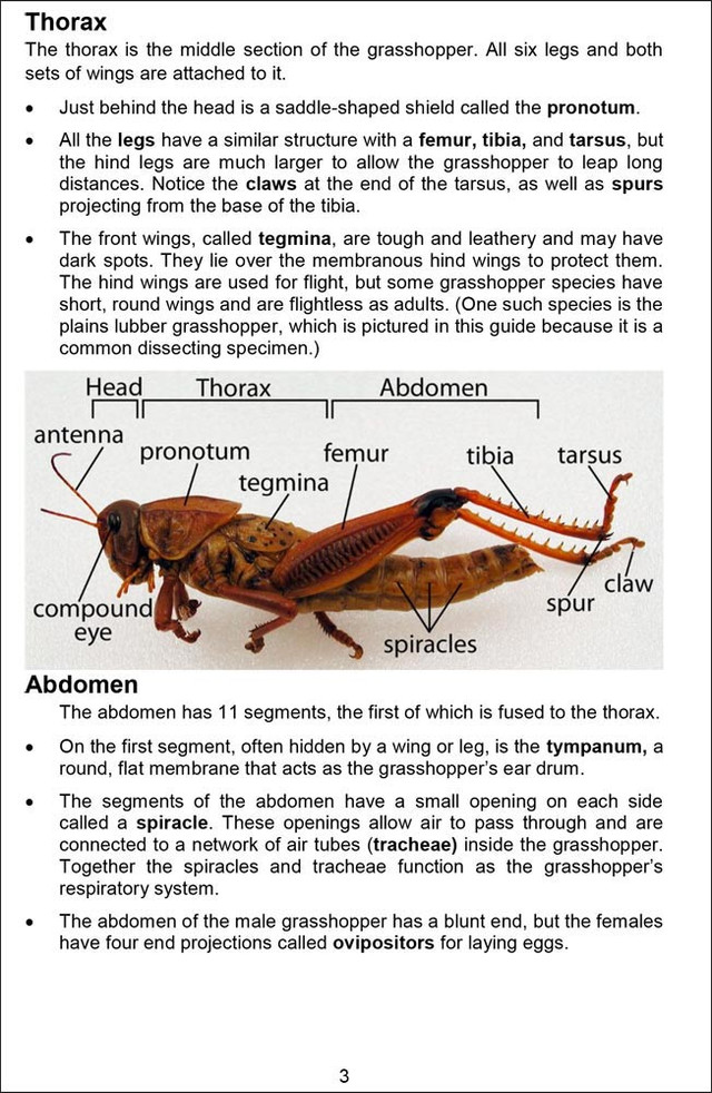 Grasshopper Dissection Instructions Guide