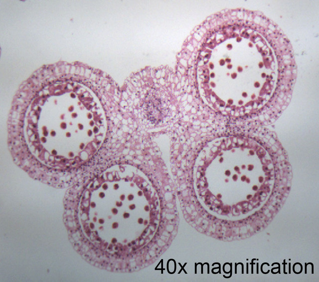 Microscope Slide Collection - General Specimens