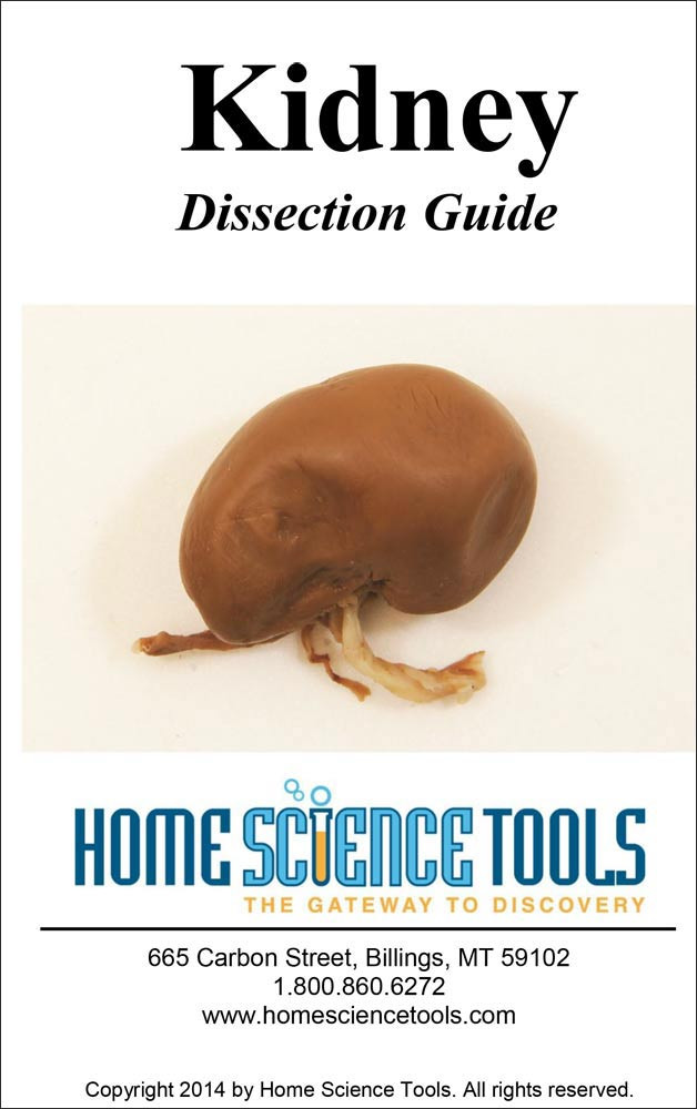 Kidney, mammal, dissection guide