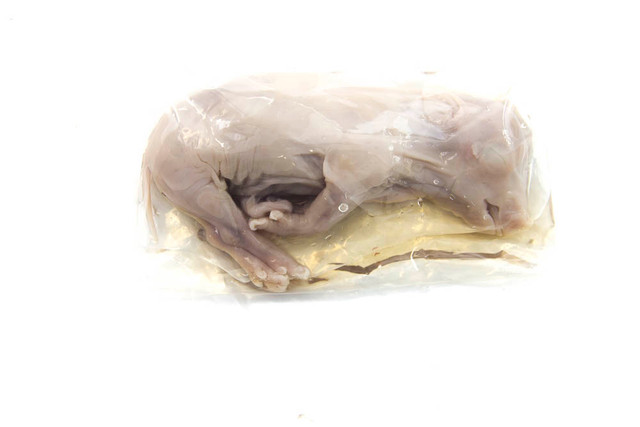 mink dissection