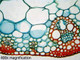 Zea Mays (Corn) slide, leaf, c.s.