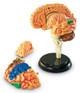 Brain Model, Small | 31 Pieces | Home Science Tools
