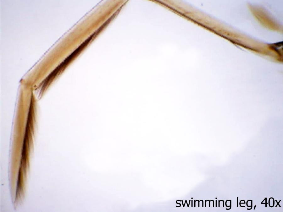 Insect legs slide, four types, w.m.