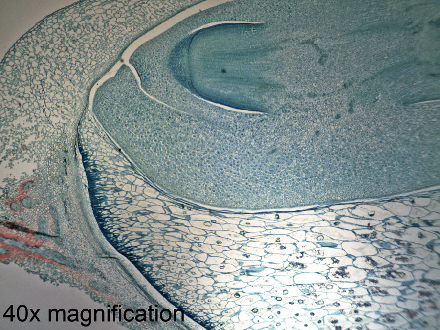 25 Botany Slides for Kids | Home Science Tools