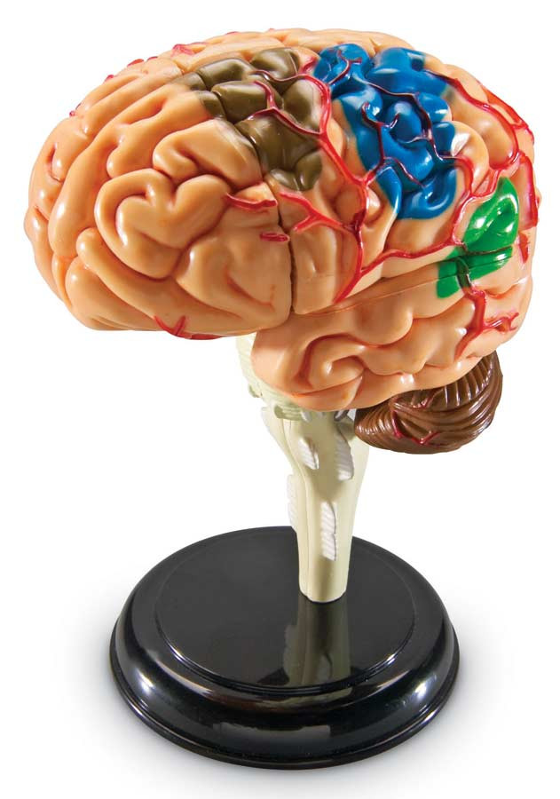 Brain Model, Small | 31 Pieces | Home Science Tools
