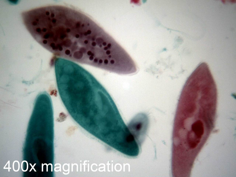 Marine Biology Microscope Slides Set