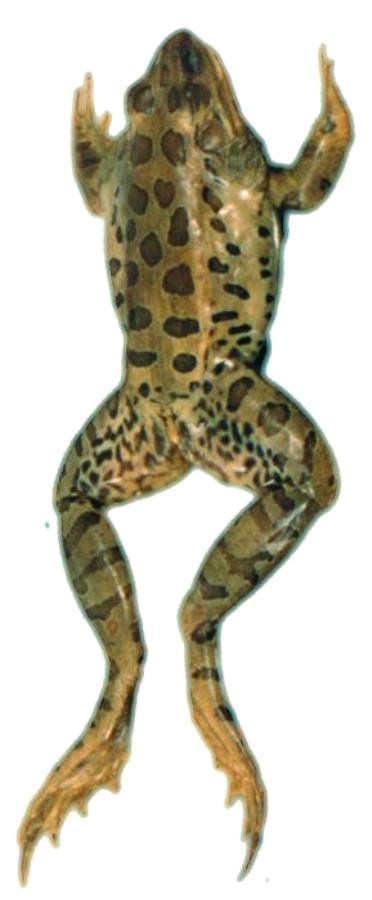 Frog Dissection Kit | Biology Frog Dissection for Anatomy Lab