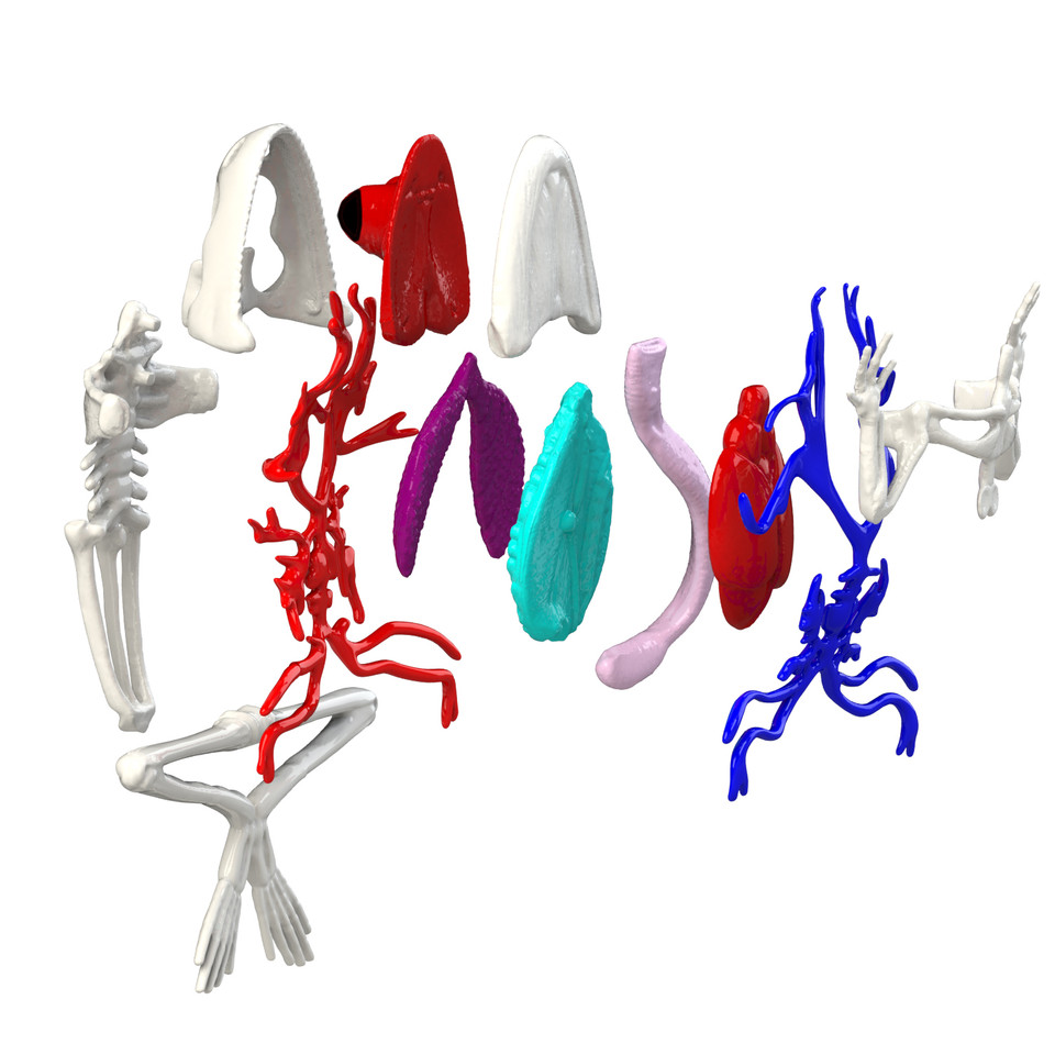 Dissect-It Synthetic Gel Frog Lab Plus
