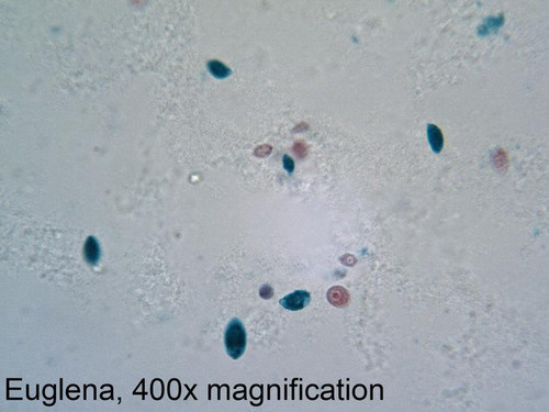 Mixed Protozoa Slide, w.m. for Microscopes | HST