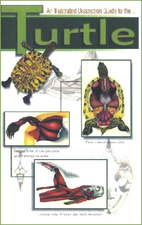Turtle Dissection Guide | Home Science Tools