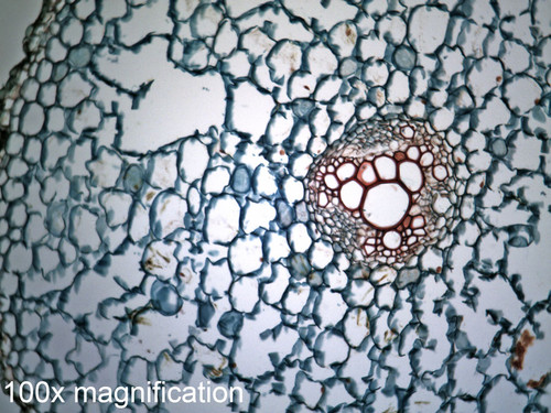 Ranunculus (Buttercup) slide, roots, c.s.