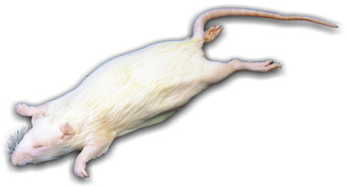 Rat Specimen for Anatomy Dissection - 7-9" Double Injected
