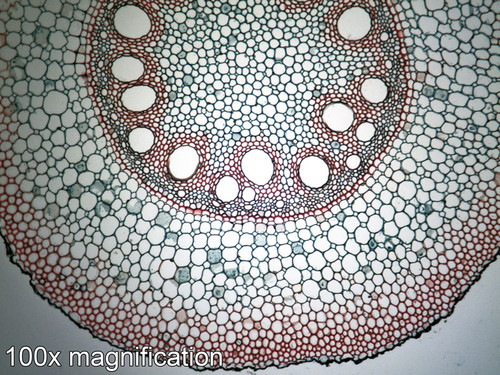 Zea Mays (Corn) slide, root, c.s.