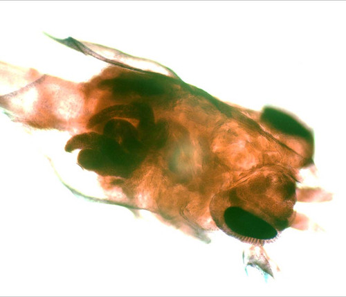 Crab Zoea Slide, w.m. | Crab's First Larval Stage | HST