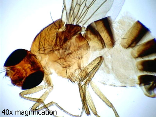 Fruit fly slide, male and female, w.m.