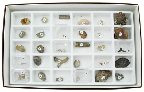 Fossil Deluxe Collection, 30 Specimens | Home Science Tools