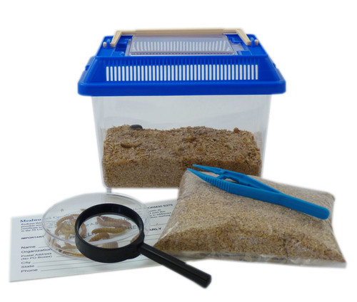Darkling Beetle Life Cycle Kit | Mealworm Beetle Metamorphosis Kit