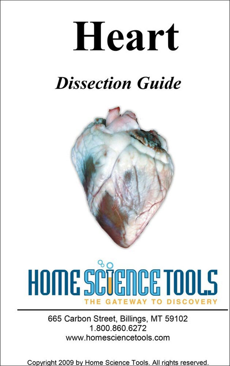 Mammal Heart Dissection Guide | Home Science Tools