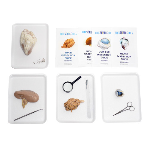 Animal Organ Dissection Kit | Mammalian Anatomy Lab for Kids