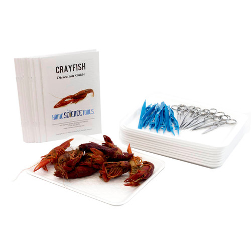 Classroom Crayfish Dissection Kit for Kids Anatomy Labs | HST