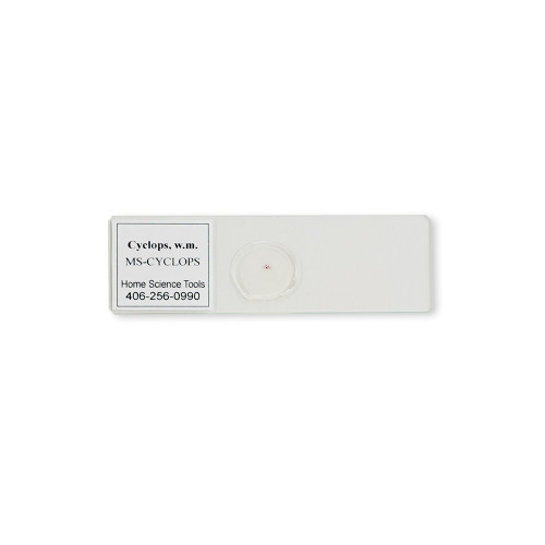 Cyclops (Water Flea) Slide