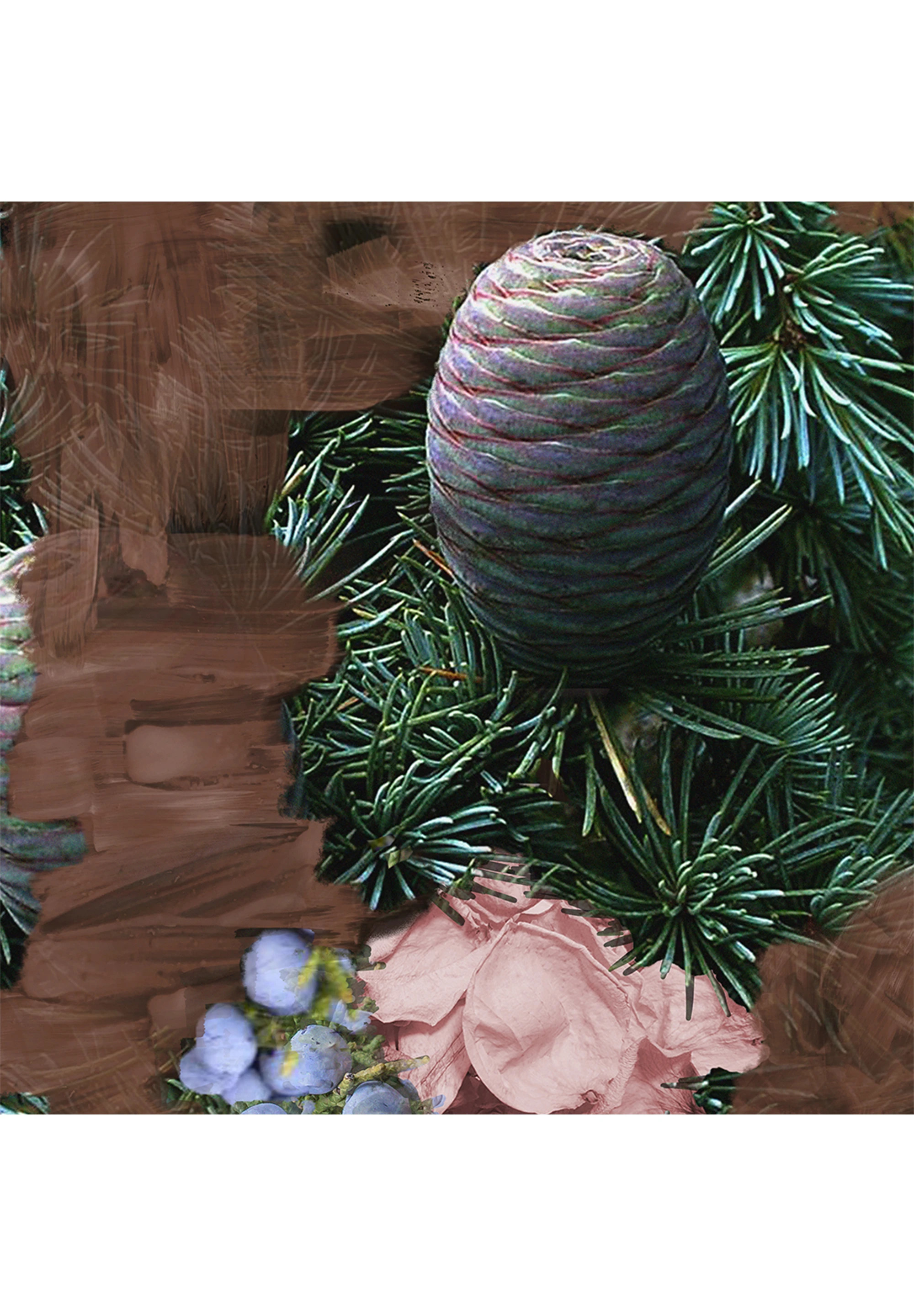 Super Cedar Eau de Parfum 50ml | Matsuya Ginza