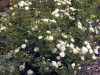 Shrub Rose, Snowdrift - Switzer Landscaping & Nursery