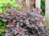 Winecraft Black Smokebush - Switzer Landscaping & Nursery
