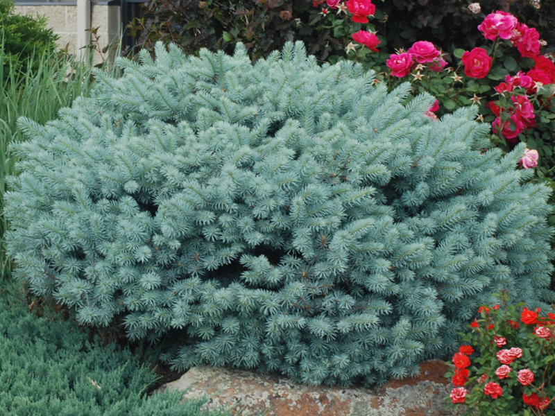 Dwarf Globe Colorado Blue Spruce