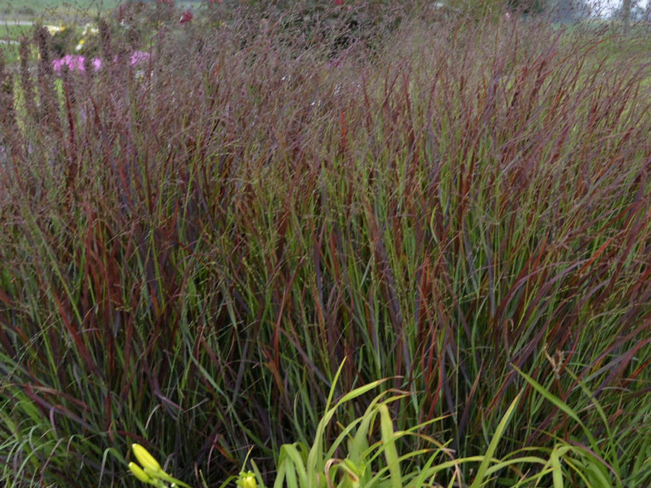 Grass Prairie Winds Cheyenne Sky Red Switch Grass Switzer