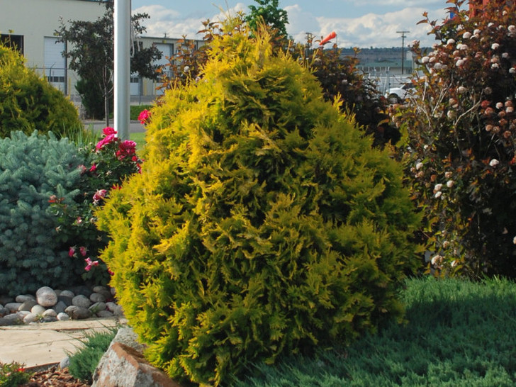 Arborvitae, Sunkist - Switzer Landscaping & Nursery