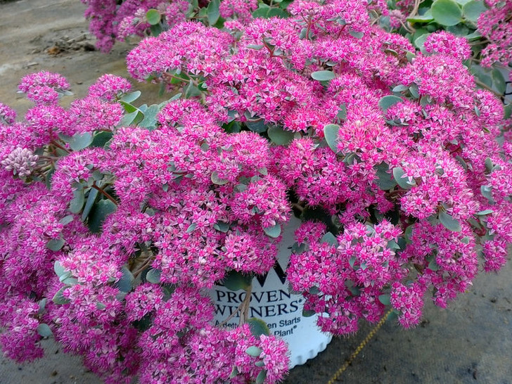 Sedum 'Popstar' PPAF CPBRAF ROCK 'N GROW® Collection