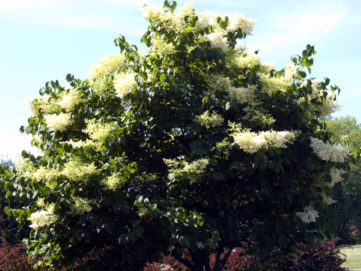 Snowdance Japanese Tree Lilac