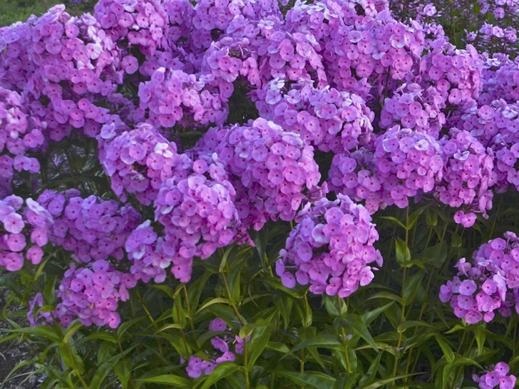 Phlox, Fashionably Early Flamingo