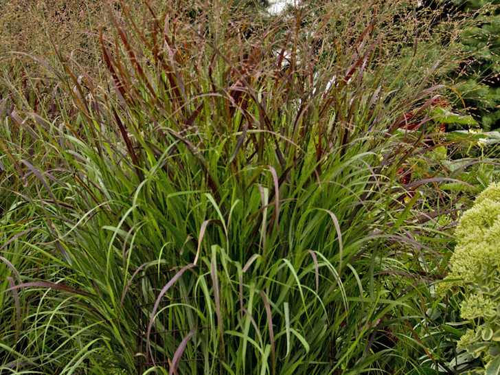 Grass Prairie Winds Cheyenne Sky Red Switch Grass Switzer