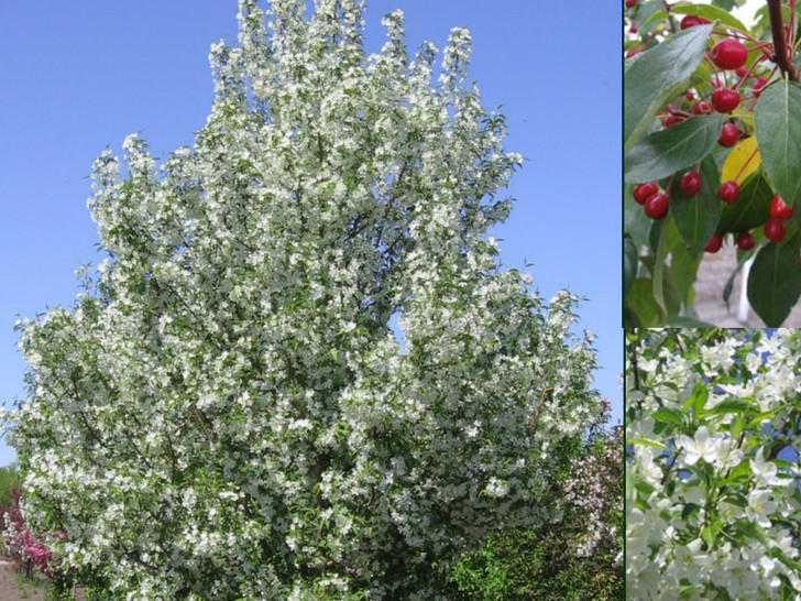 Crabapple, Starlite - Switzer Landscaping & Nursery