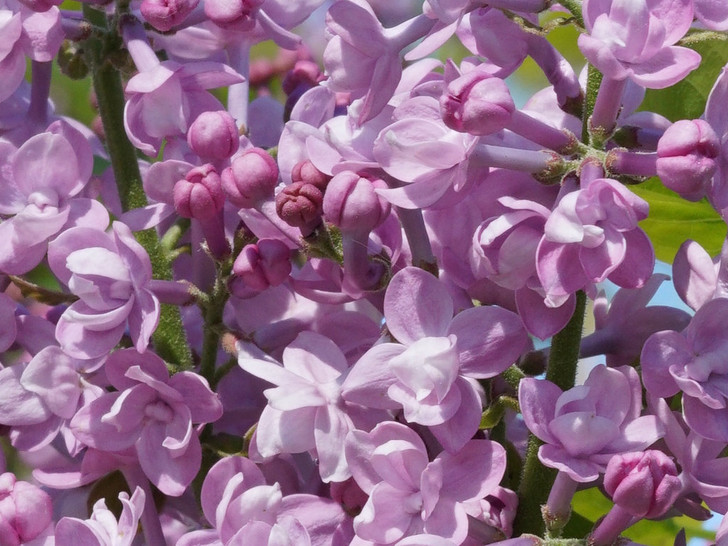 Lilac, Scentara Double Blue - Switzer Landscaping & Nursery