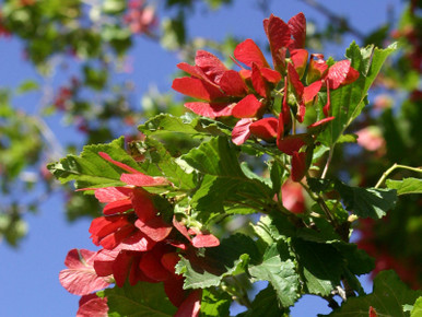 Maple, Hot Wings - Switzer Landscaping & Nursery