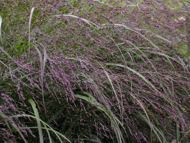 Grass, PRAIRIE WINDS Apache Rose Switch Grass - Switzer Landscaping ...