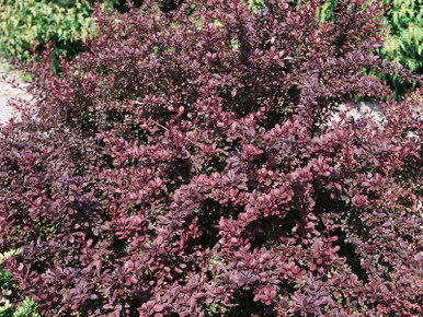 Barberry, Ruby Carousel - Switzer Landscaping & Nursery