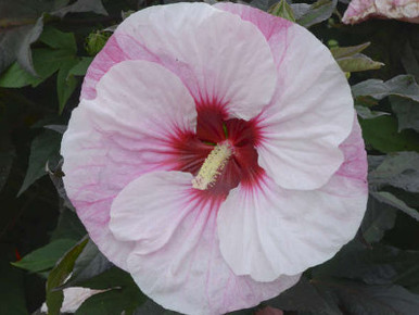 Hibiscus, Perfect Storm