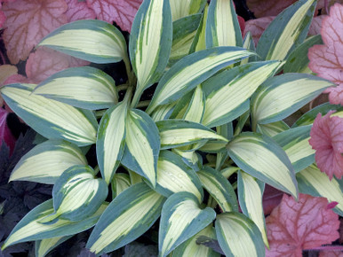 Hosta, Little Treasure
