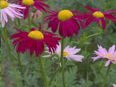 Painted Daisy, Robinson's Mixture