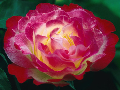 Hybrid Tea Rose, Double Delight