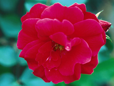Shrub Rose, Champlain