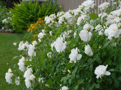 Shrub Rose, White Iceberg - Switzer Landscaping & Nursery